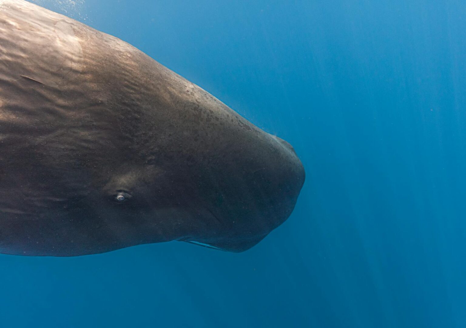 5 Deepest Recorded Animal Dives in History
