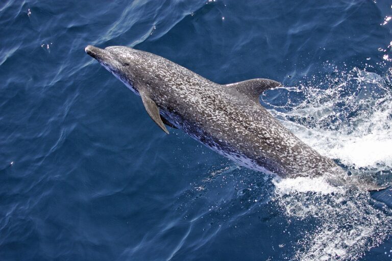 10 Dolphin Species and What Makes Each Unique
