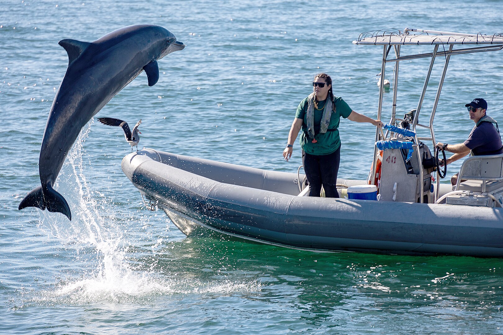 11 Dolphins That Saved Human Lives