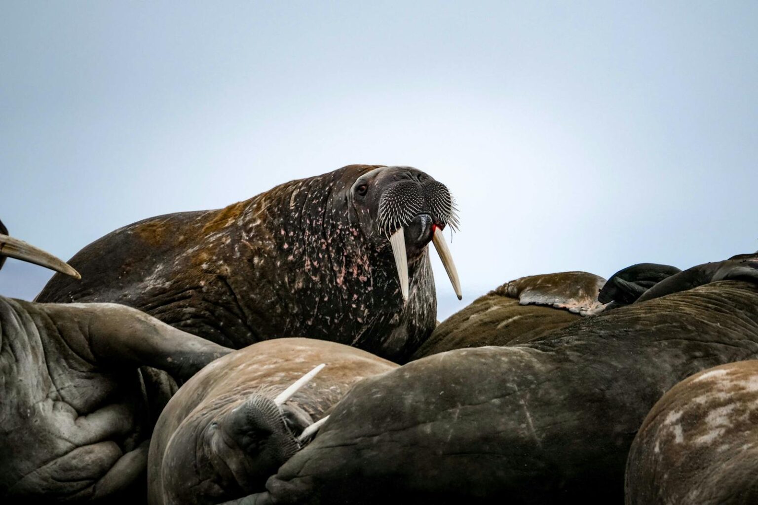 Top 12 Smartest Marine Mammals Ranked