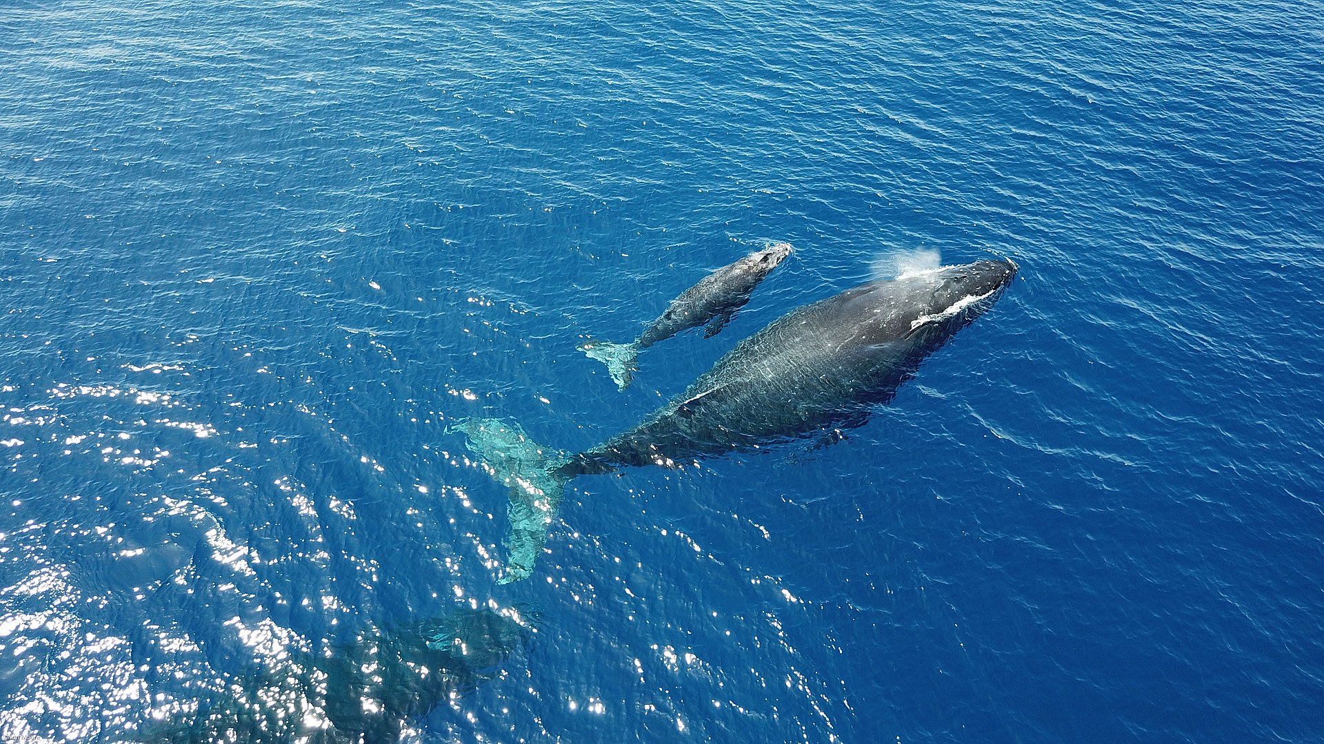 Why Coral Bleaching Disrupts Whale Feeding Patterns