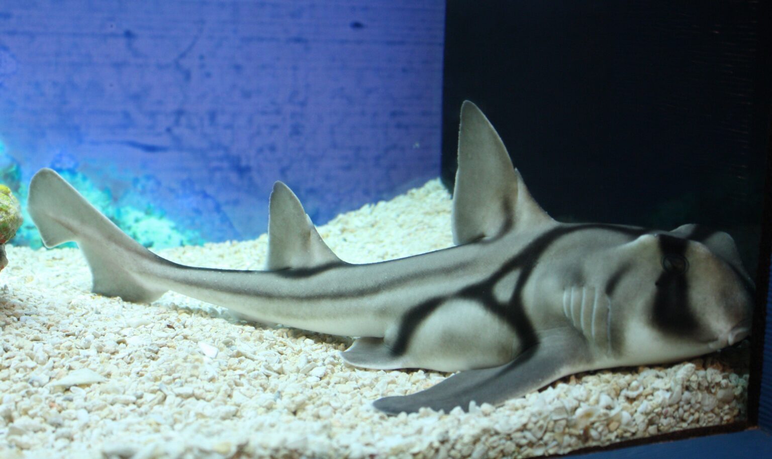 12 Times Sharks Showed Signs of Intelligence