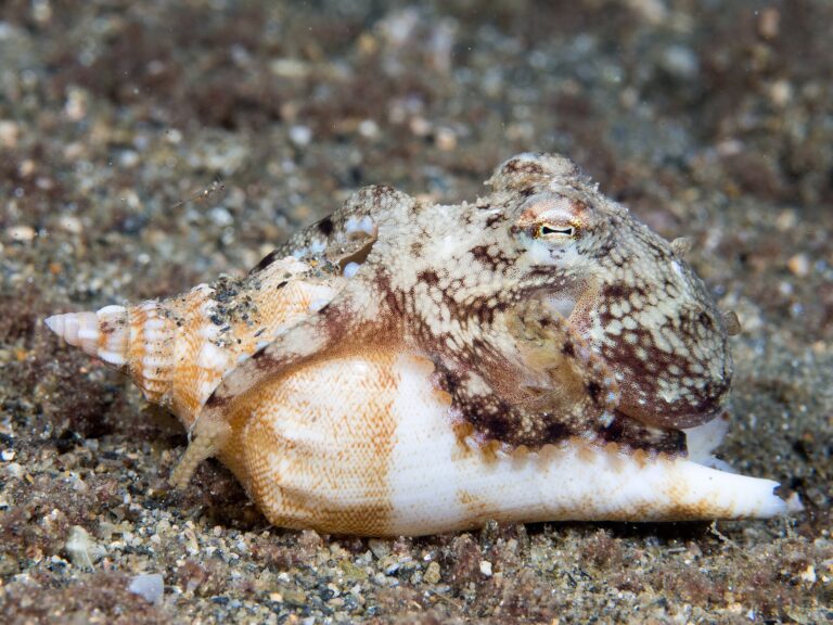 The Octopus That Changes Texture to Blend Into Rocks