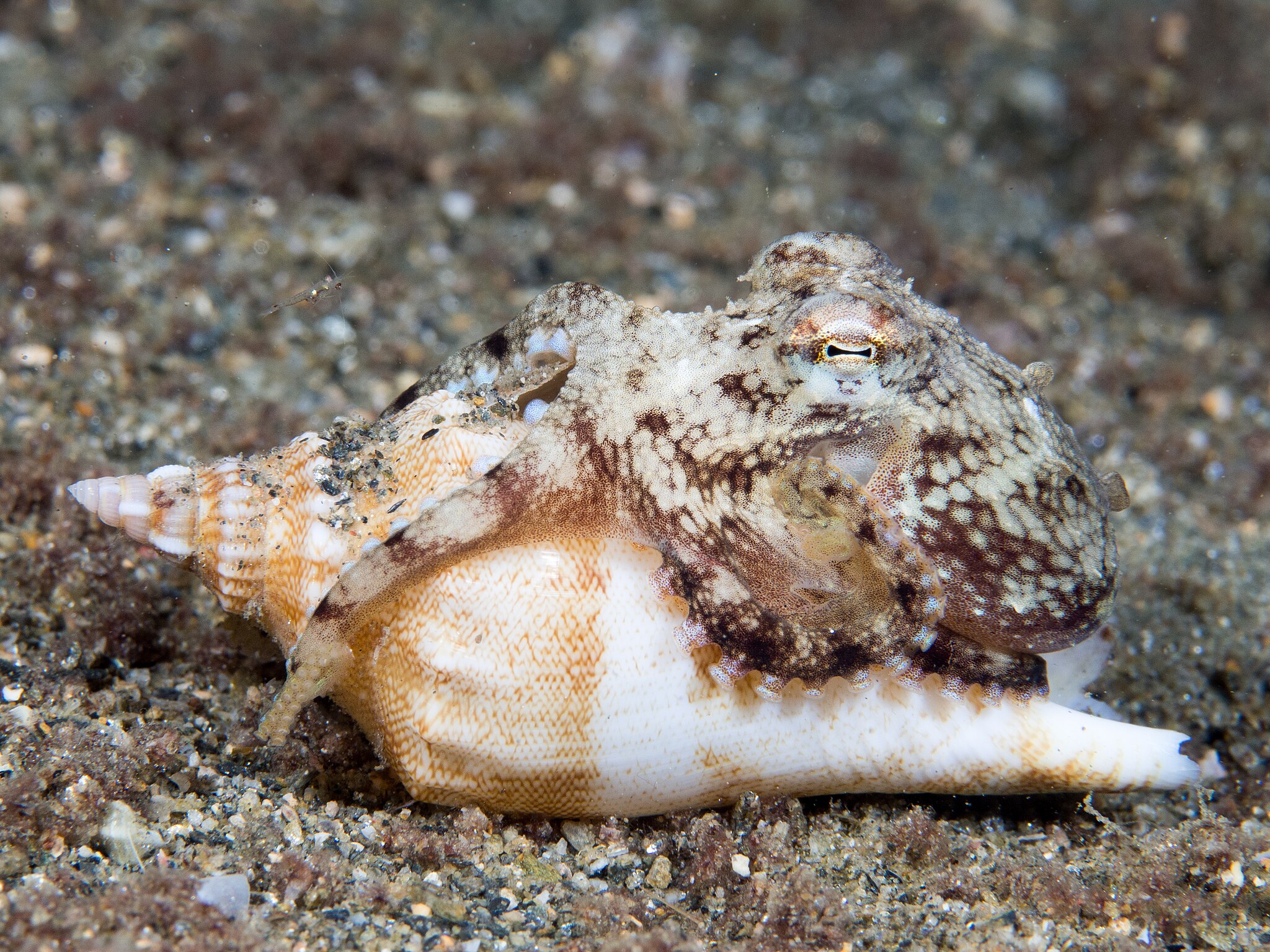 The Octopus That Changes Texture to Blend Into Rocks