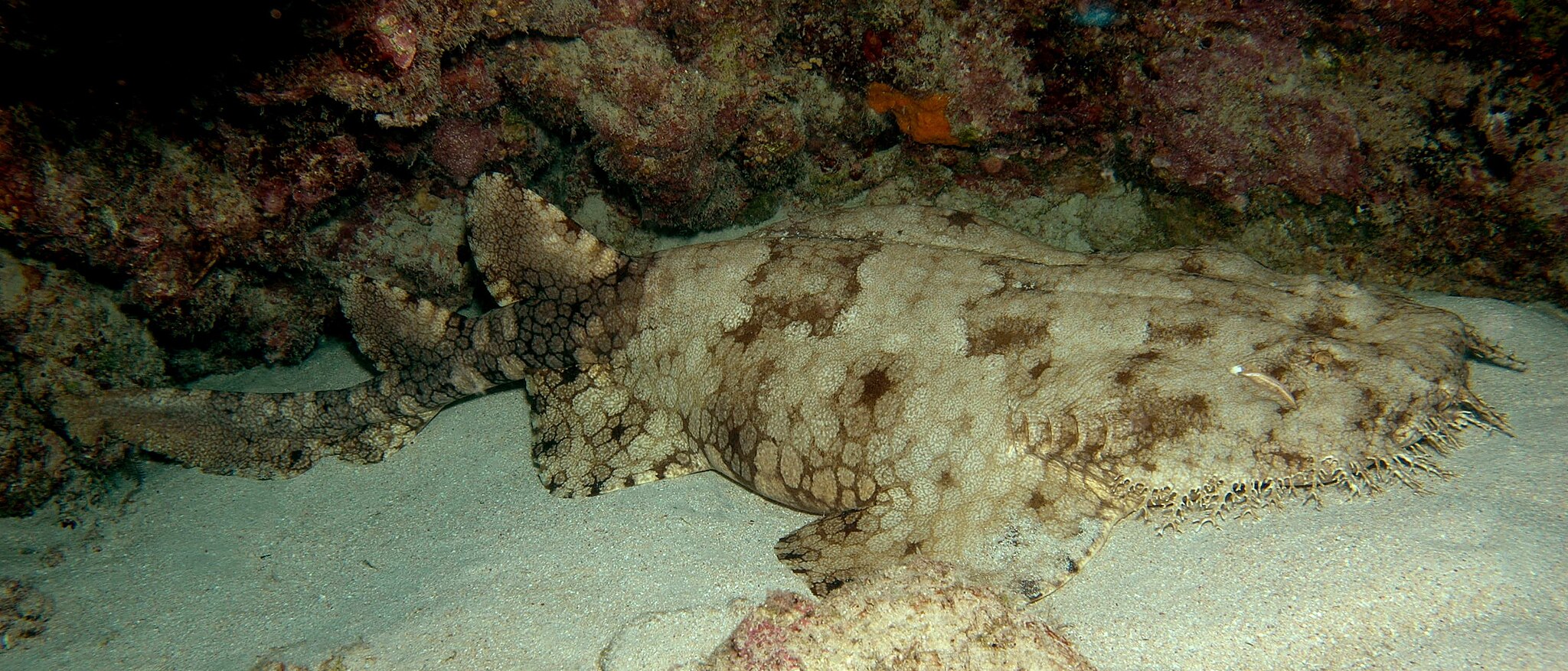 4 Sharks That Can Walk on Land