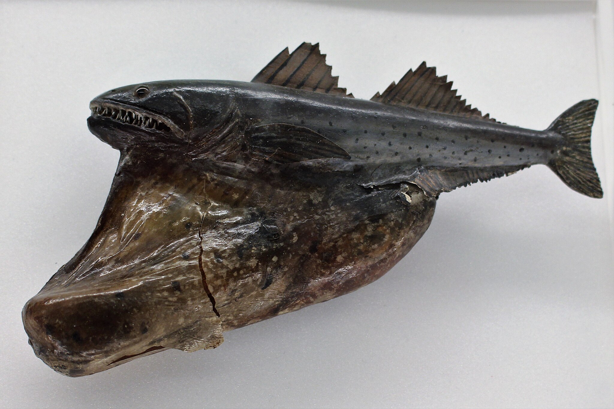 8 Deep-Sea Ambush Predators You Don’t Want to Meet