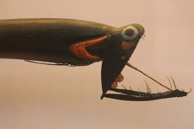 Why Deep-Sea Creatures Have Gigantic Eyes