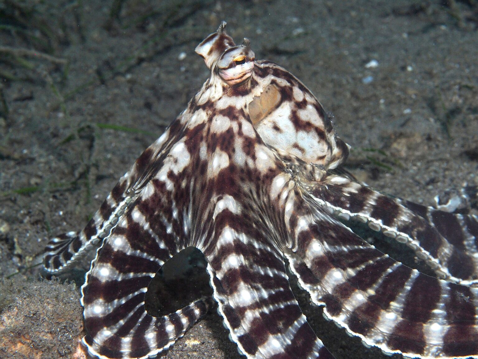 The Octopus That Changes Texture to Blend Into Rocks