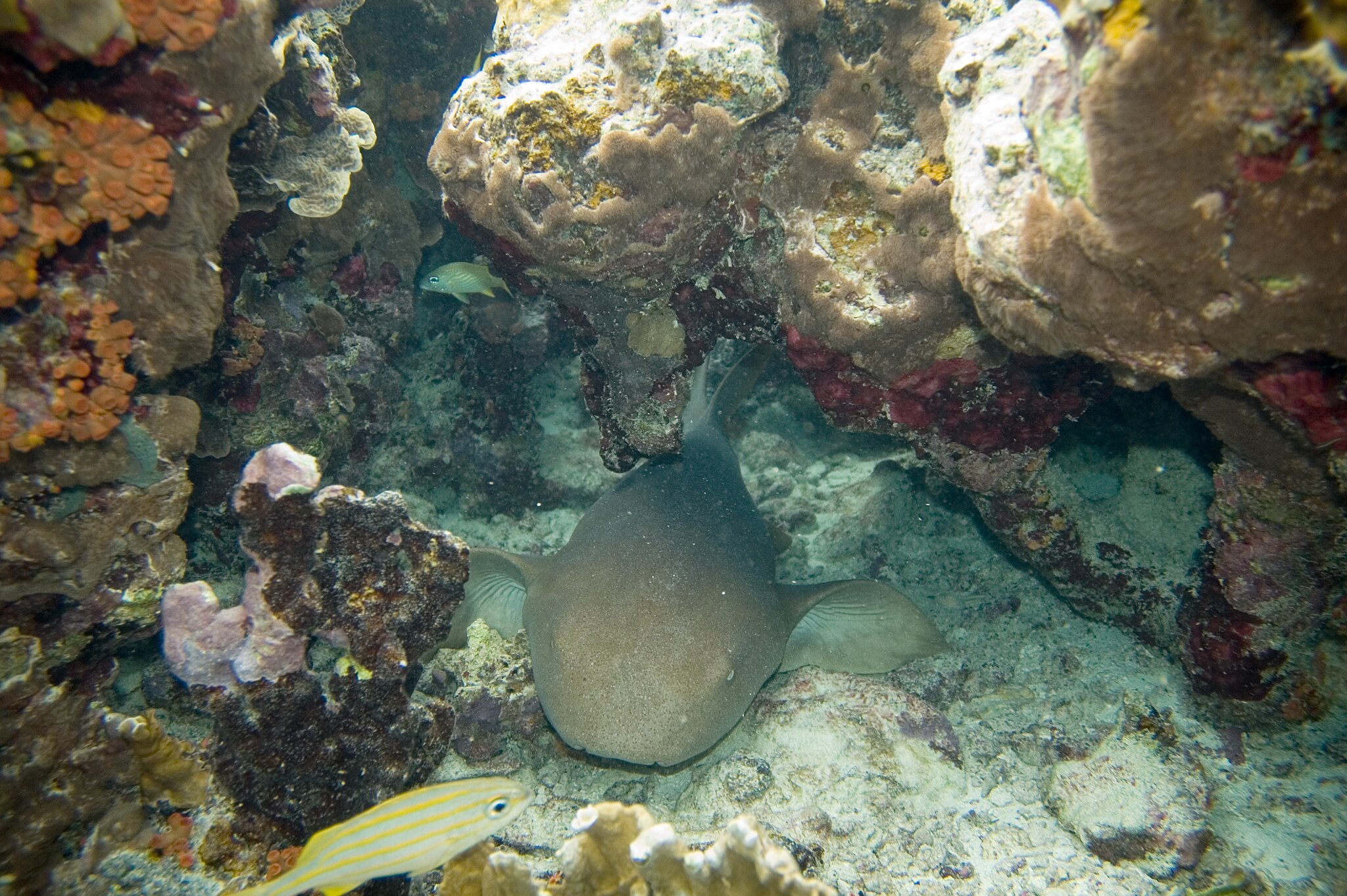 How Sharks Detect Prey Hidden Under Sand