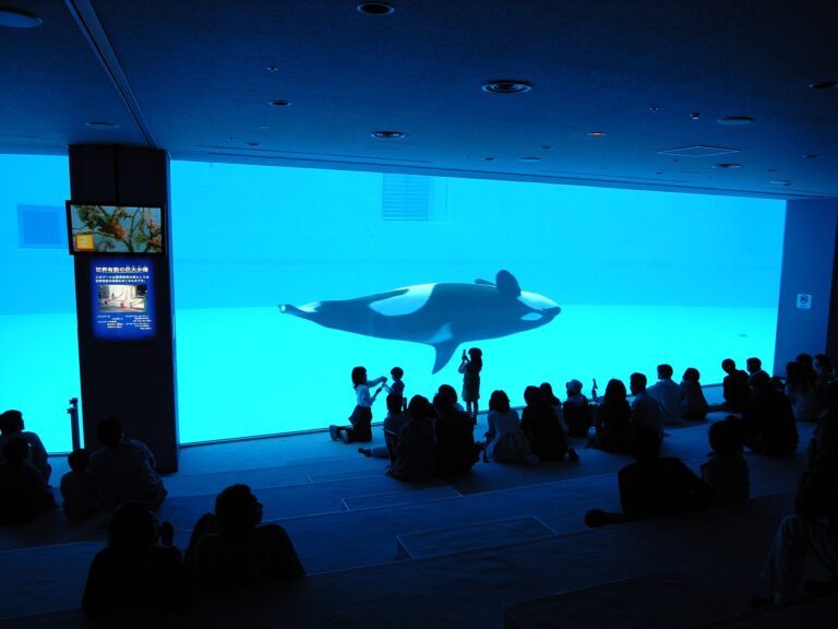 Why Great White Sharks Are Afraid of Killer Whales