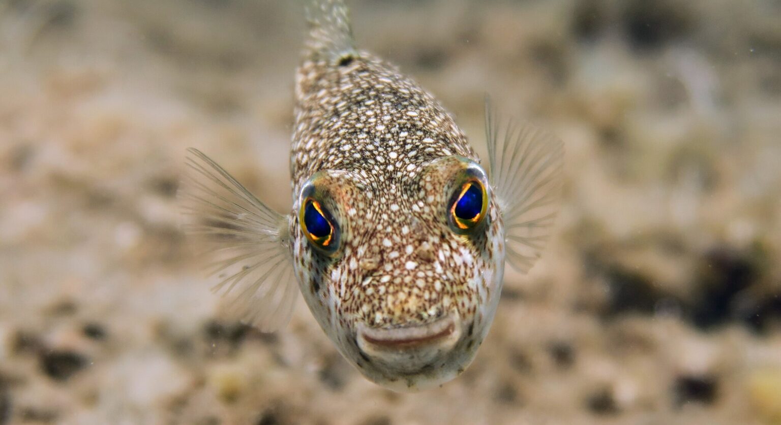 The Fish That Builds Nest Circles on the Ocean Floor