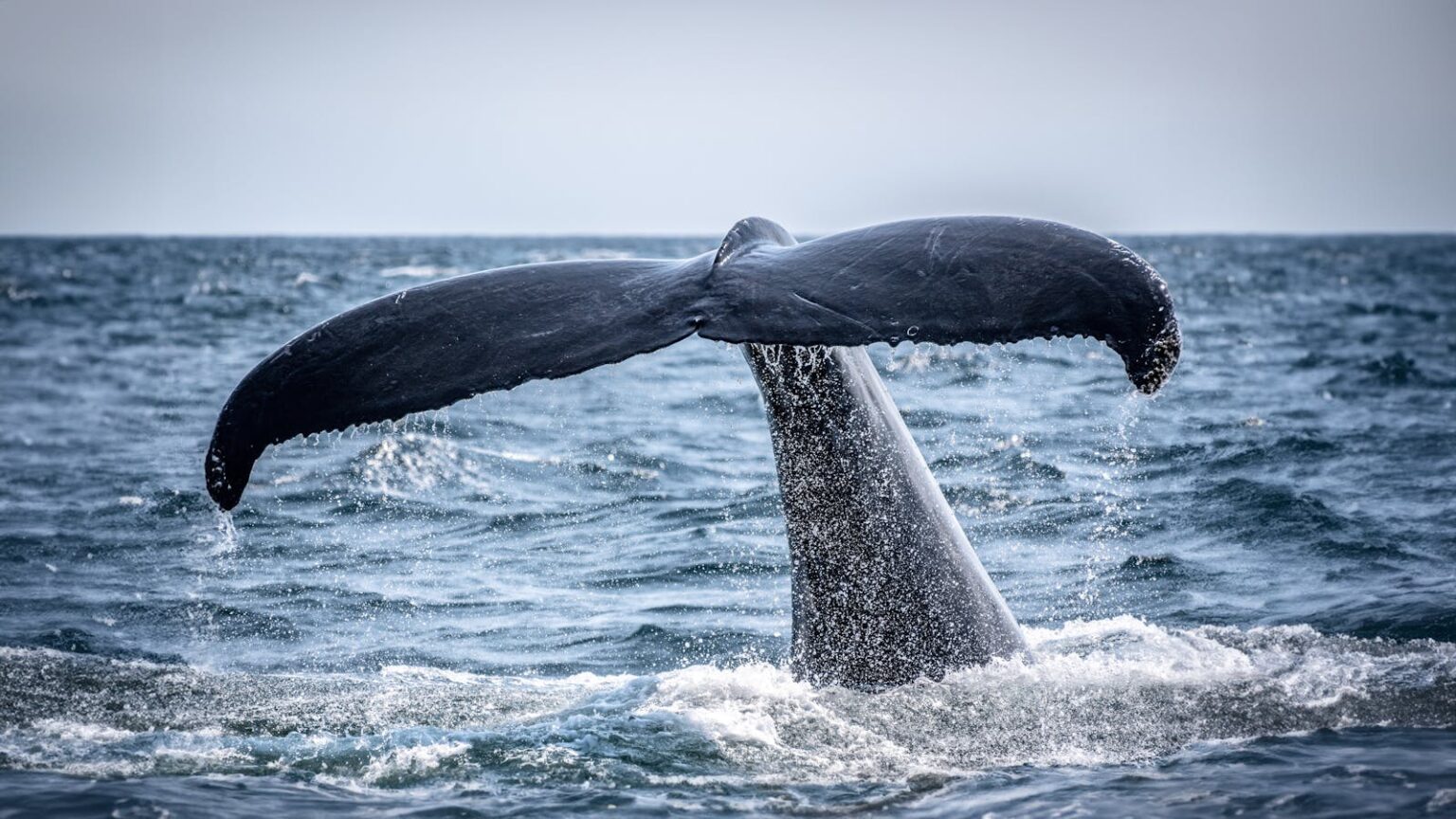 Top 10 Whale Songs That Changed What We Know
