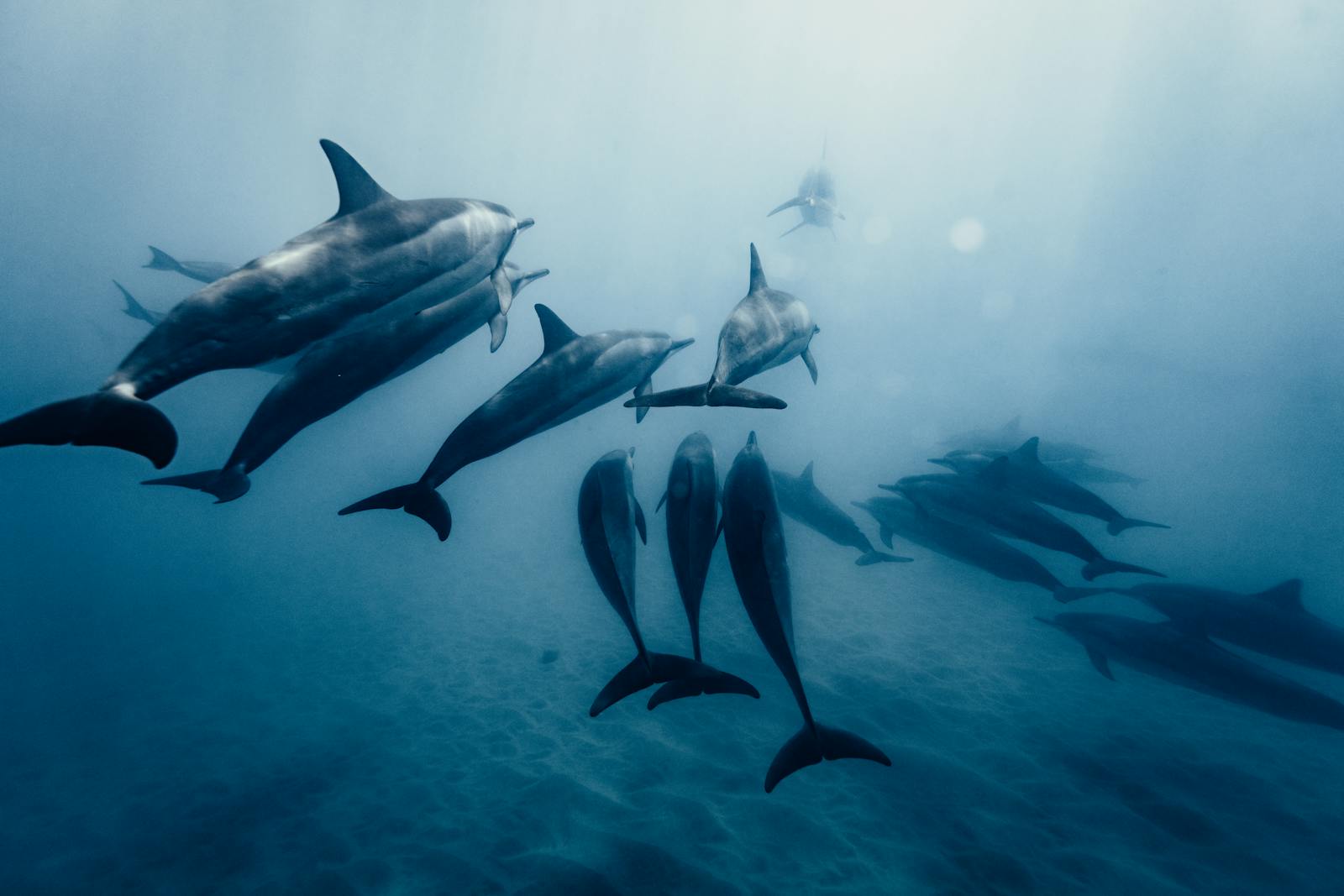 11 Dolphins That Saved Human Lives