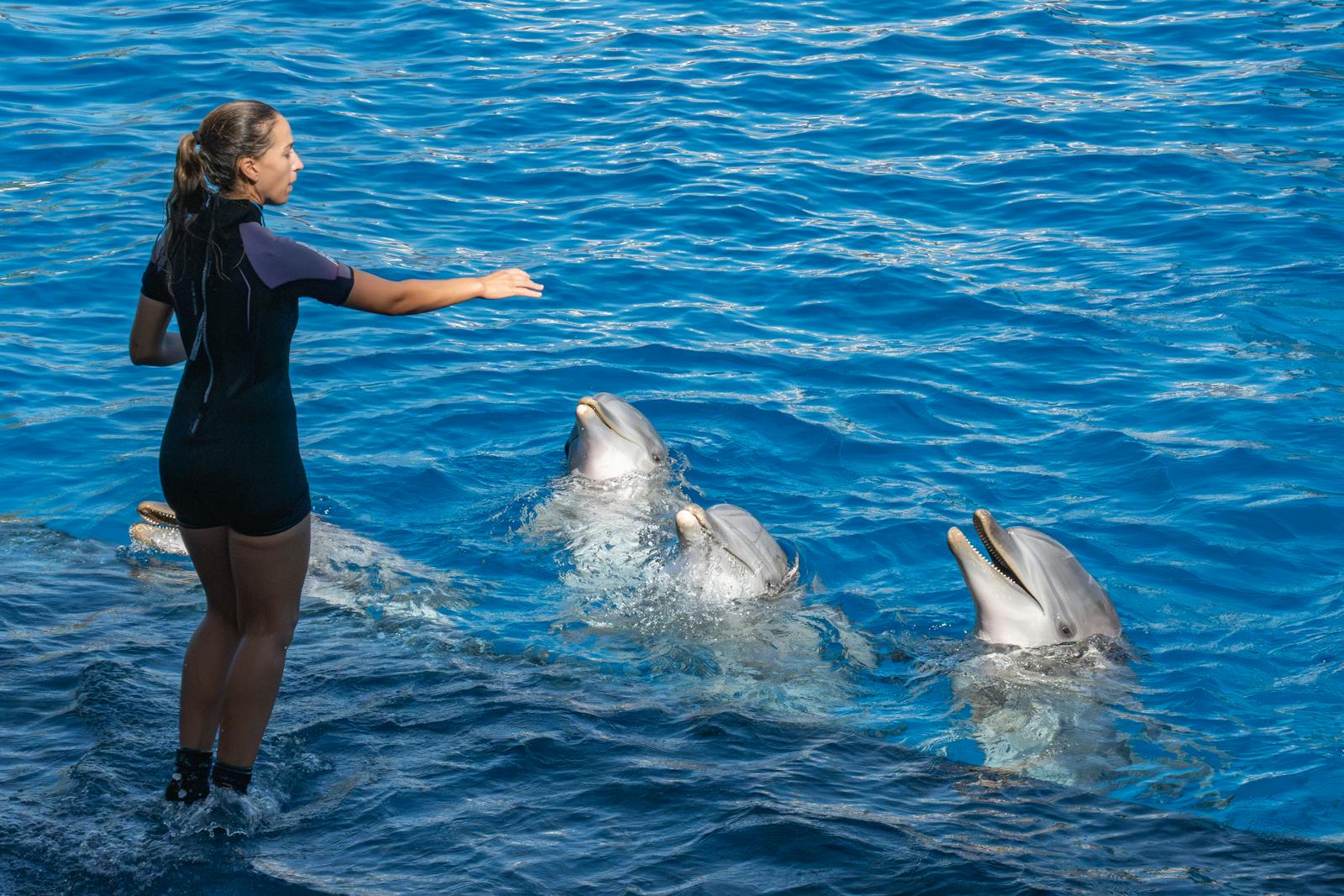 9 Funniest Dolphin Behaviors Ever Captured