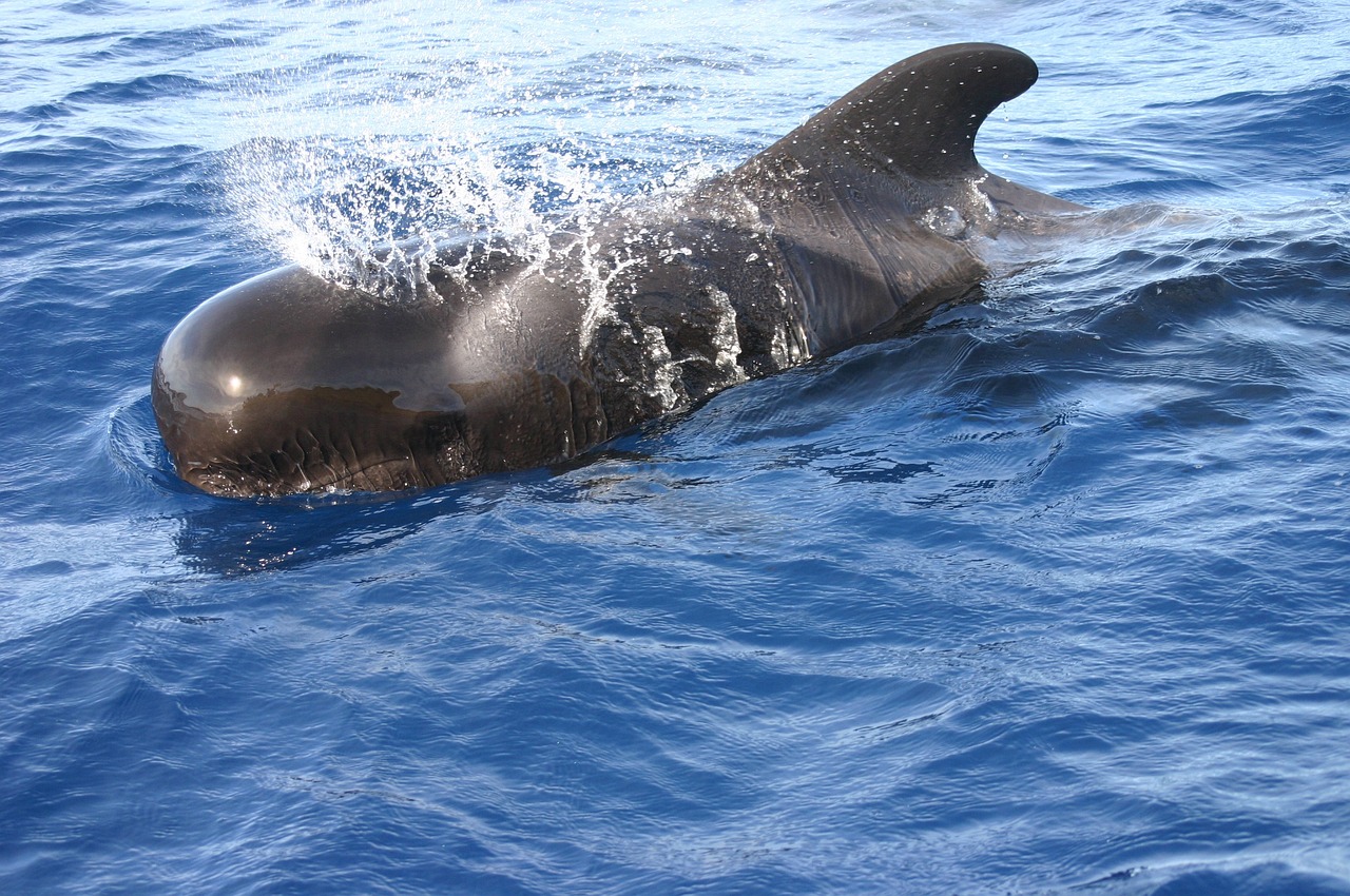 Top 10 Whale Songs That Changed What We Know