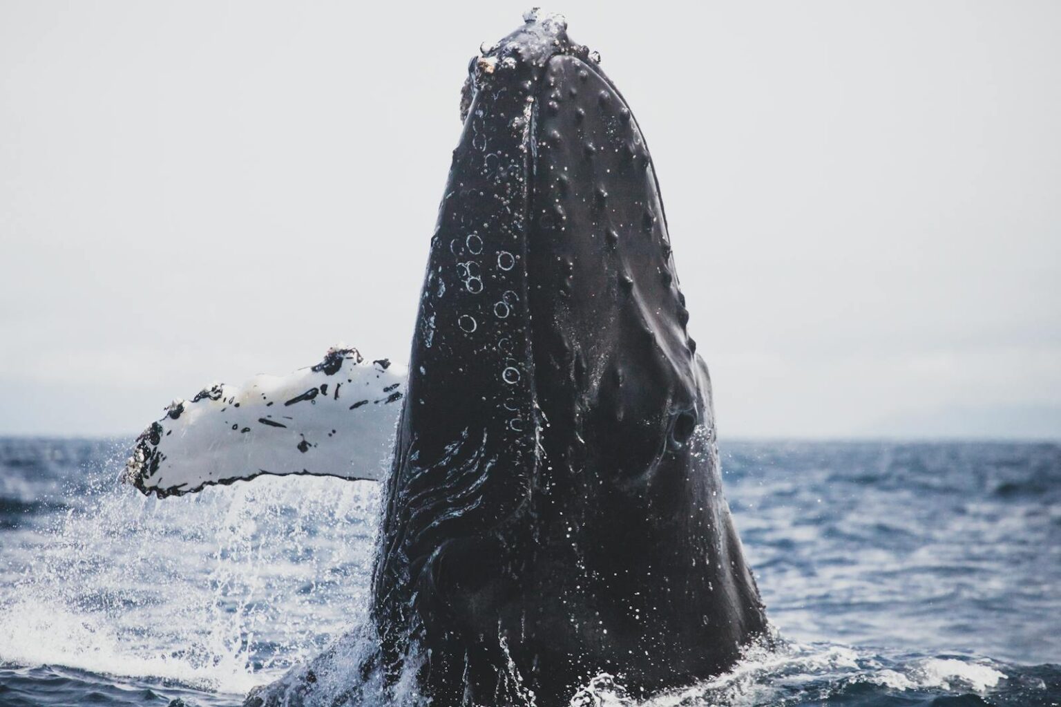 Top 10 Whale Songs That Changed What We Know
