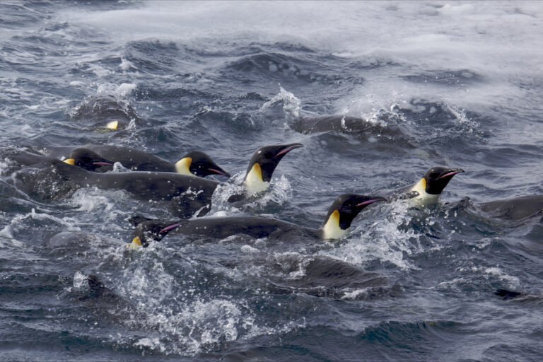 5 Deepest Recorded Animal Dives in History