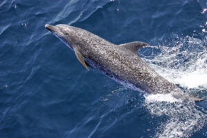 How Dolphins Use Group Coordination to Deter Predators