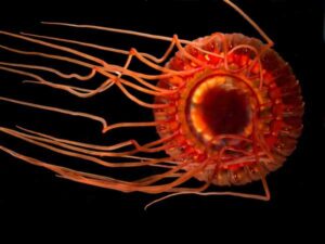 12 Deep-Sea Creatures That Glow in the Dark