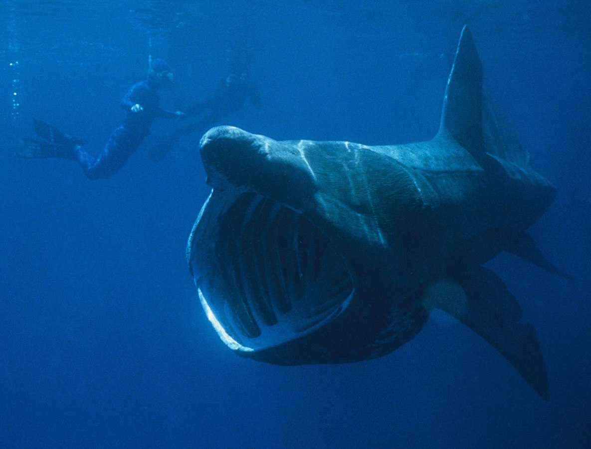 The Shark With Teeth Lining Its Throat