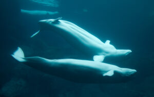 The Whale That Learned to Mimic Human Speech
