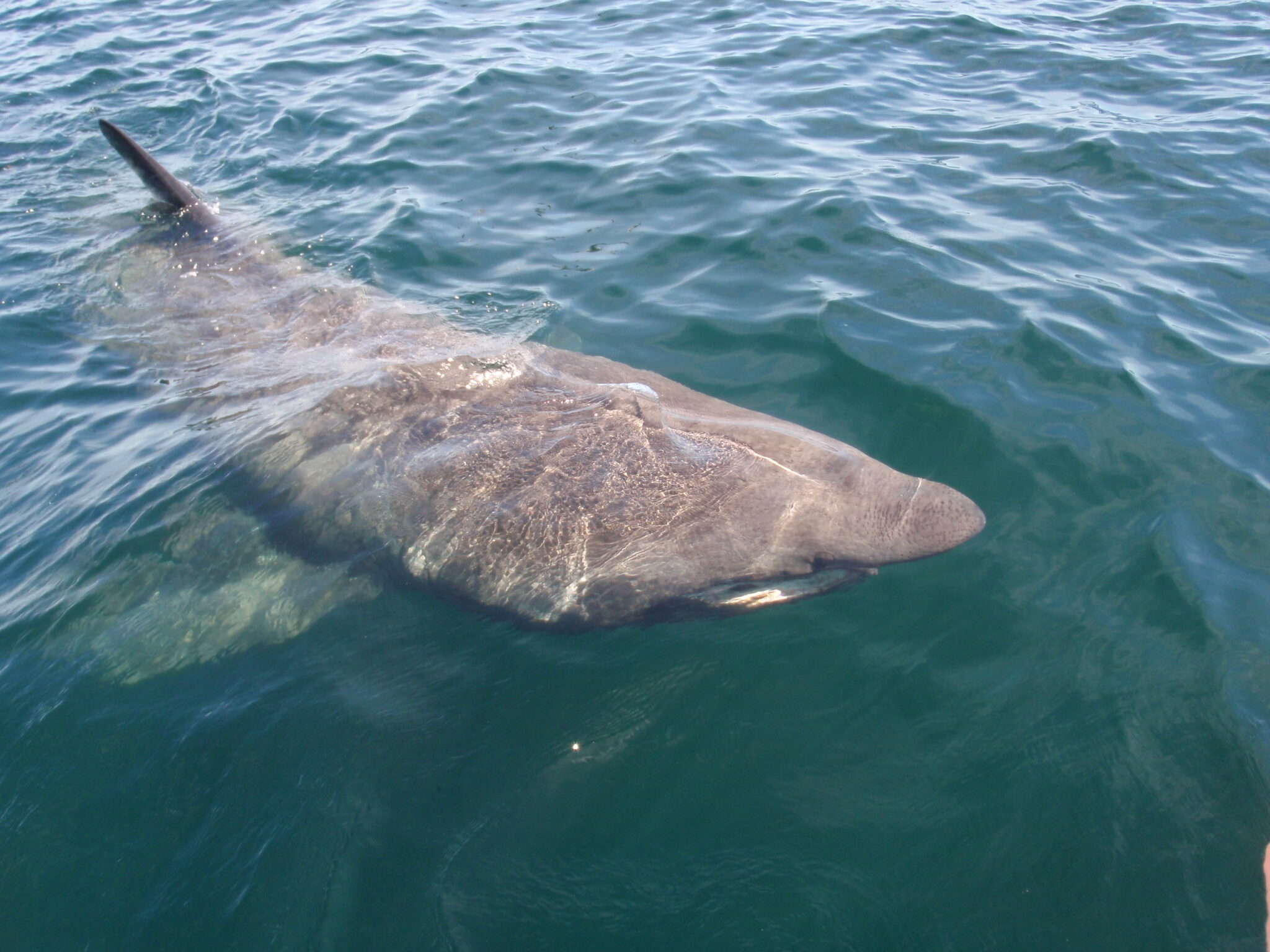 The Shark With Teeth Lining Its Throat