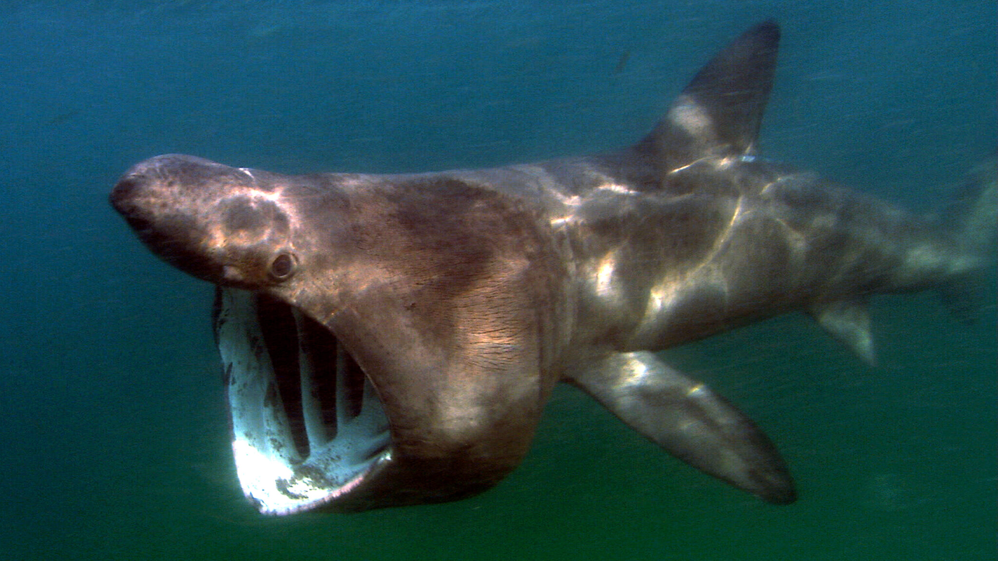The Shark With Teeth Lining Its Throat