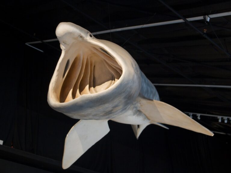 The Shark With Teeth Lining Its Throat
