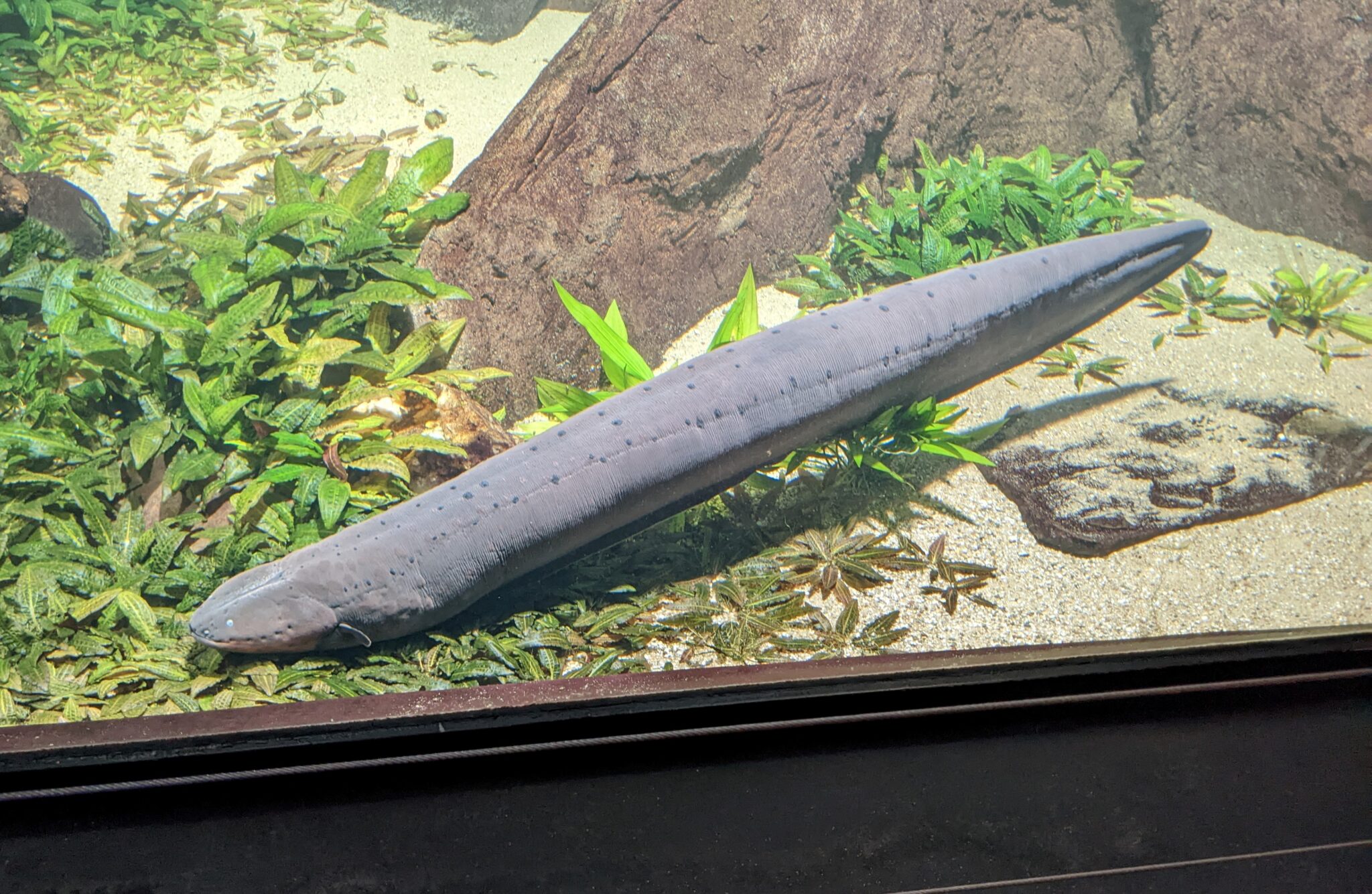 The Fish That Secretes Slime to Block Predators