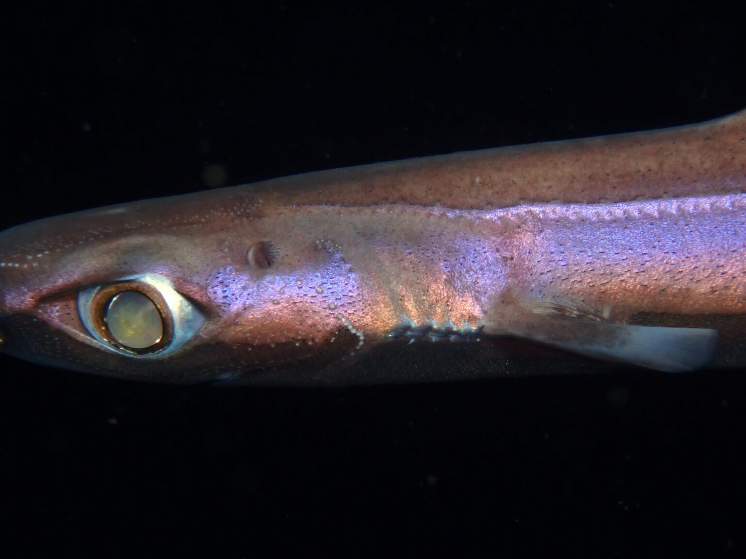 9 Sharks That Glow in the Dark And Why