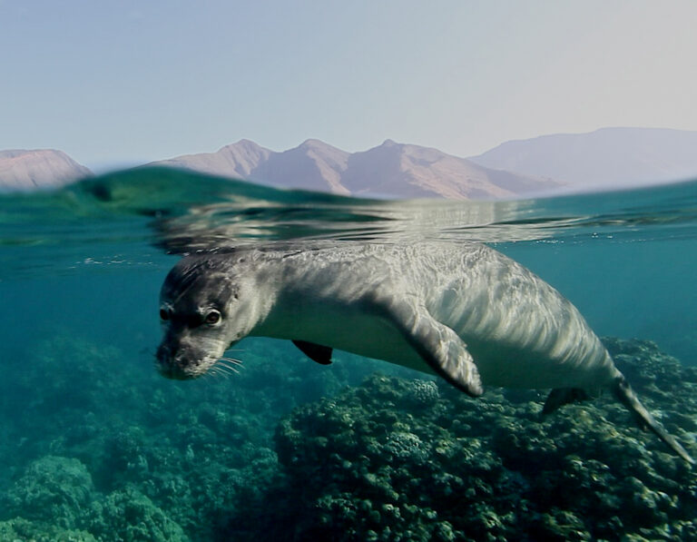 12 Marine Species on the Brink of Extinction