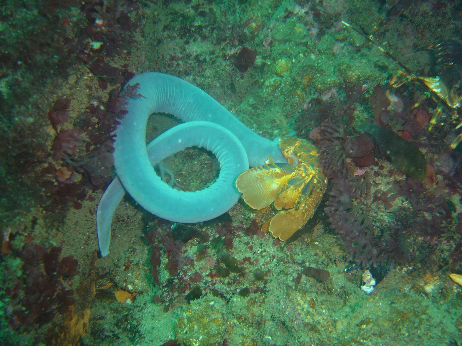 The Fish That Secretes Slime to Block Predators