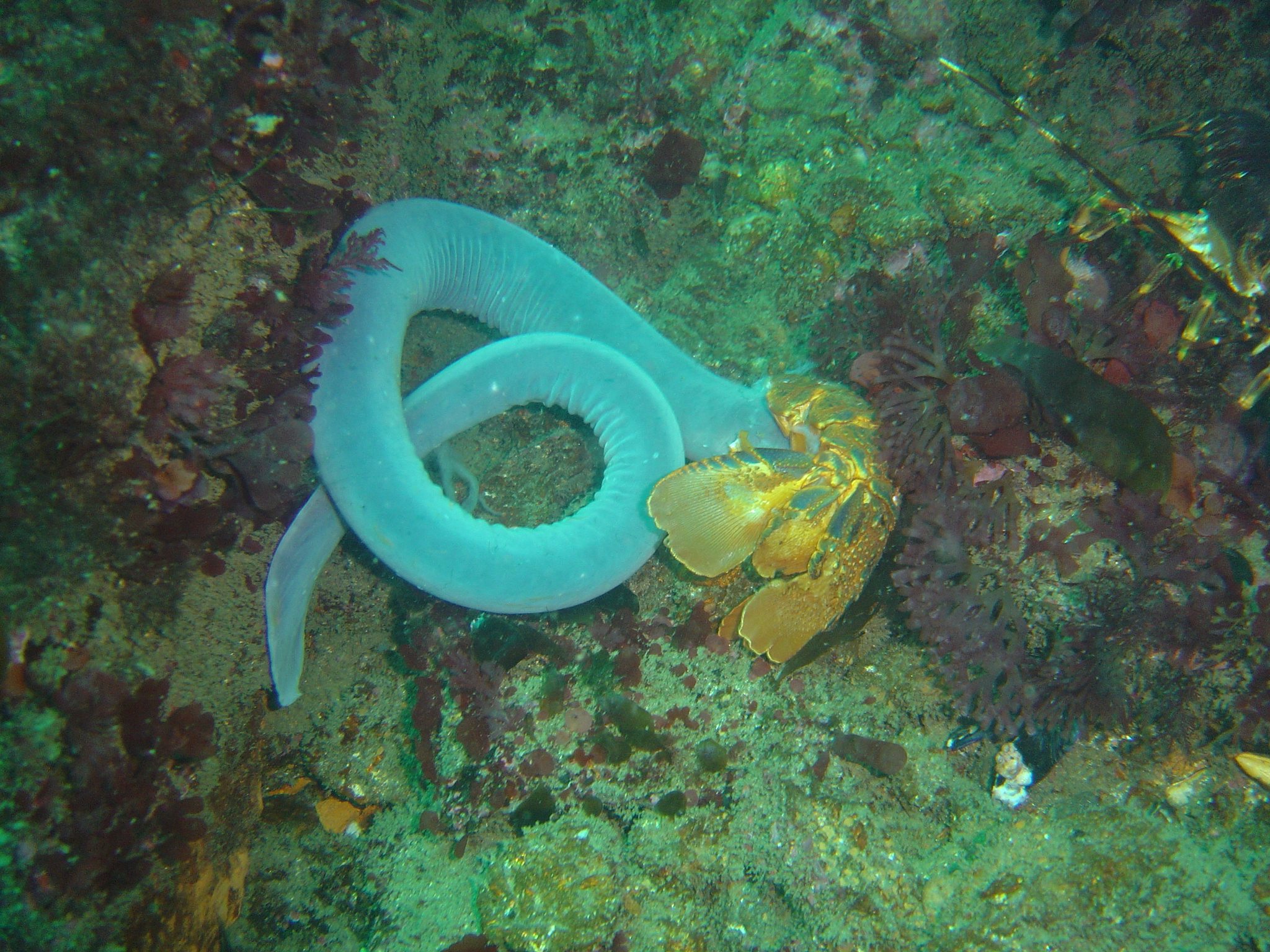 The Fish That Secretes Slime to Block Predators