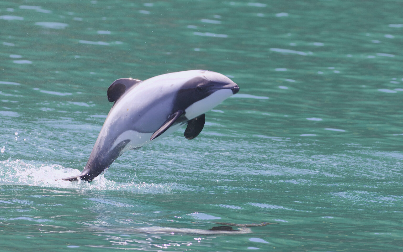 10 Dolphin Species and What Makes Each Unique