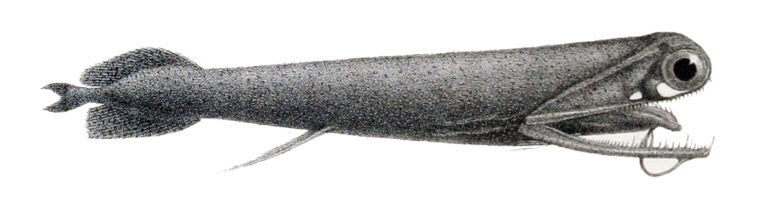 Why Deep-Sea Fish Often Have Gigantic Teeth