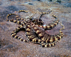 The Octopus That Changes Texture to Blend Into Rocks