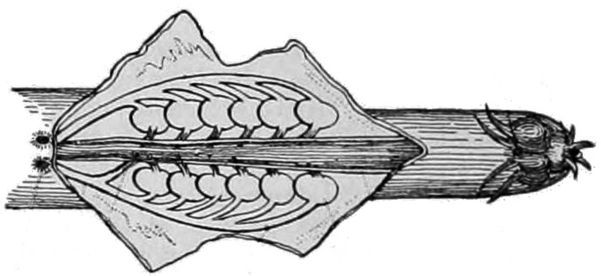 The Fish That Secretes Slime to Block Predators