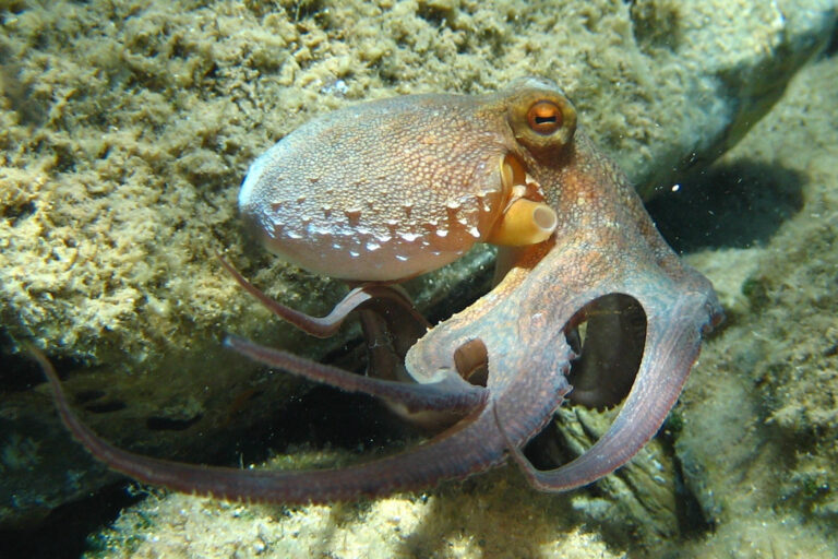 The Octopus That Changes Texture to Blend Into Rocks