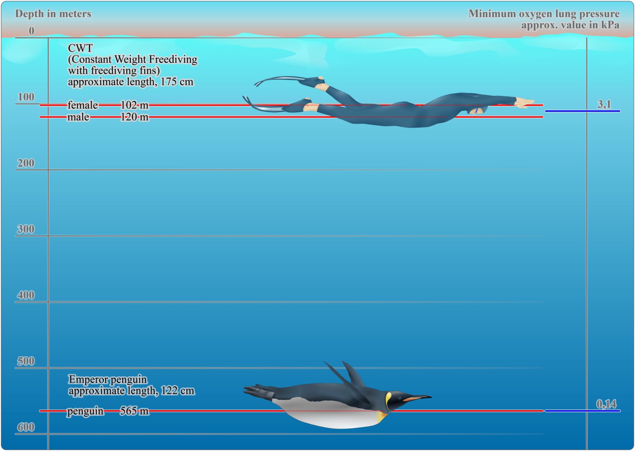 How Penguins Use Their Wings to Steer Underwater