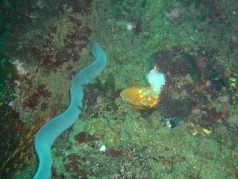 The Fish That Secretes Slime to Block Predators