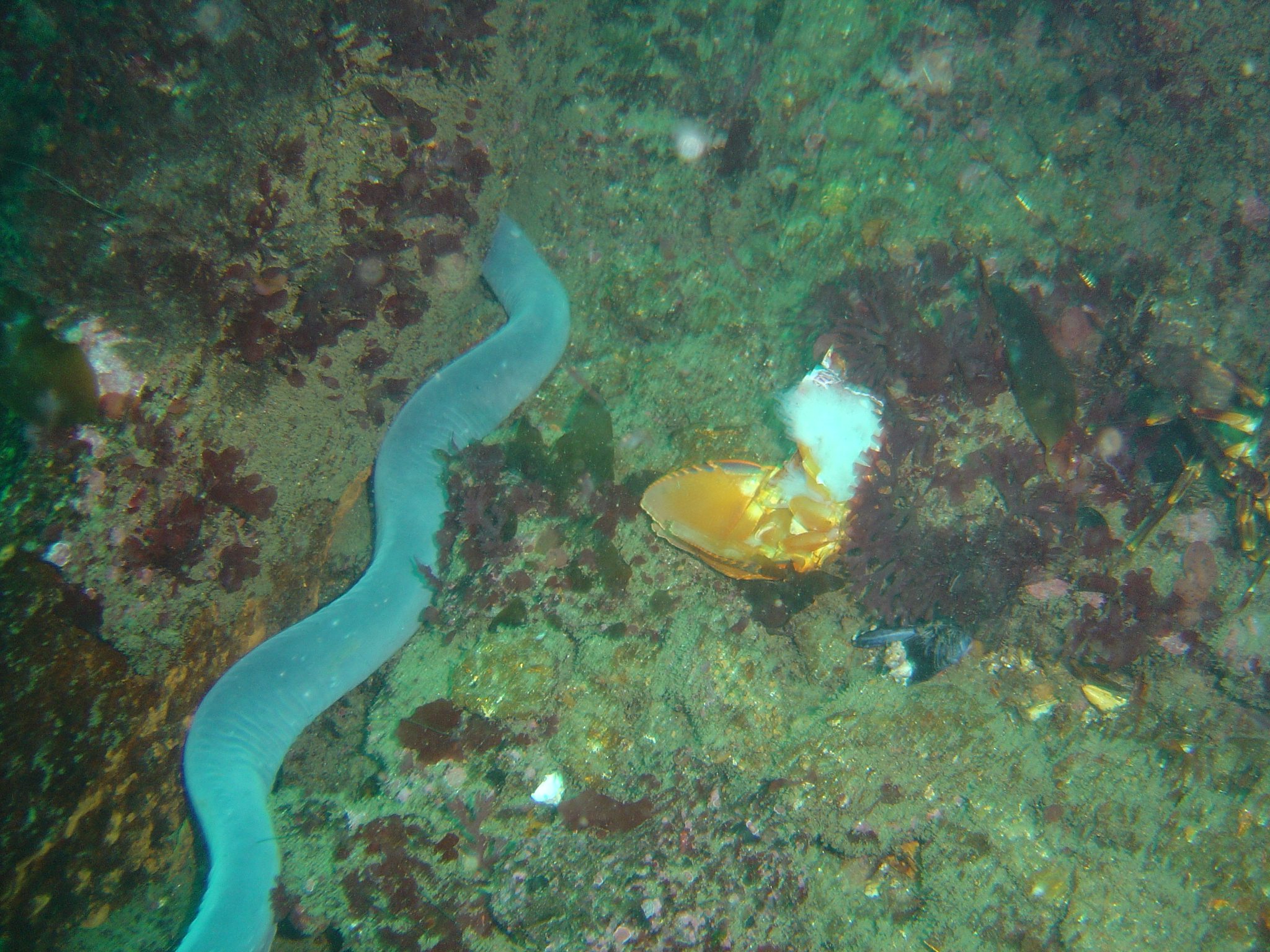 The Fish That Secretes Slime to Block Predators