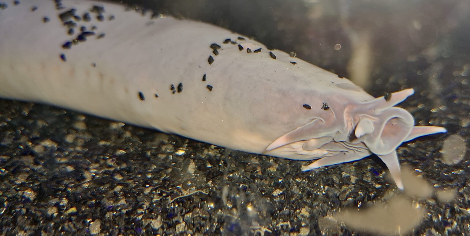 The Fish That Secretes Slime to Block Predators
