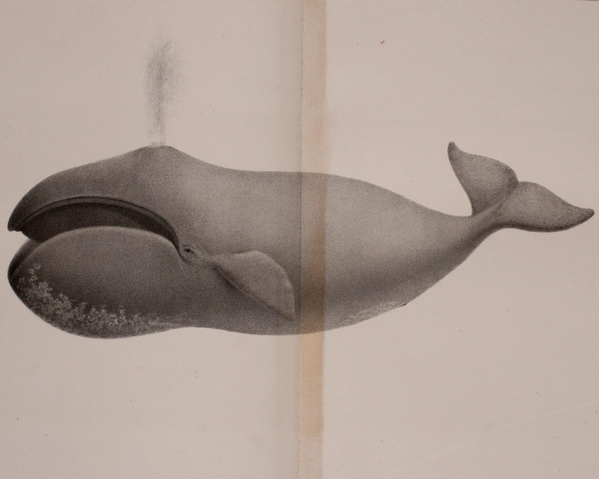 The Whale That Lived to Be 211 Years Old