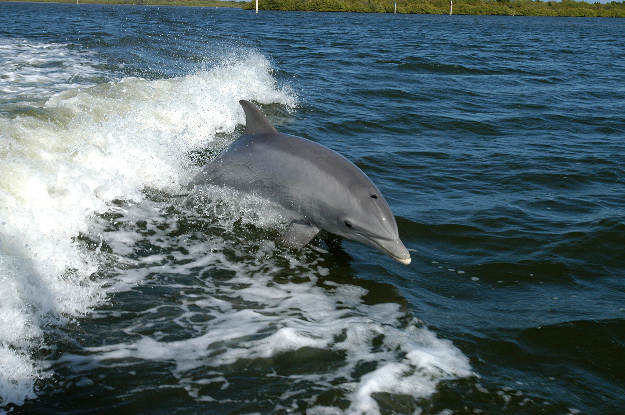 How Dolphins Work With Fishermen in Traditional Hunts