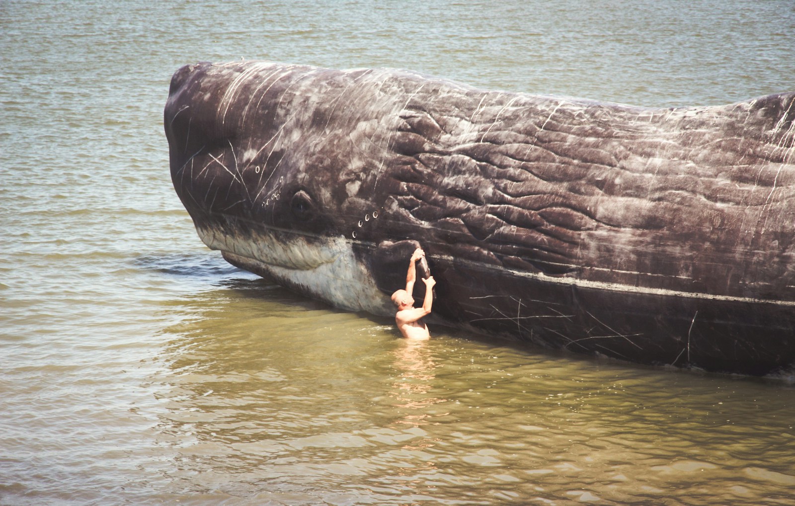 Top 10 Whale Songs That Changed What We Know