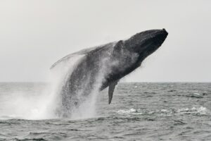 Top 10 Whale Songs That Changed What We Know