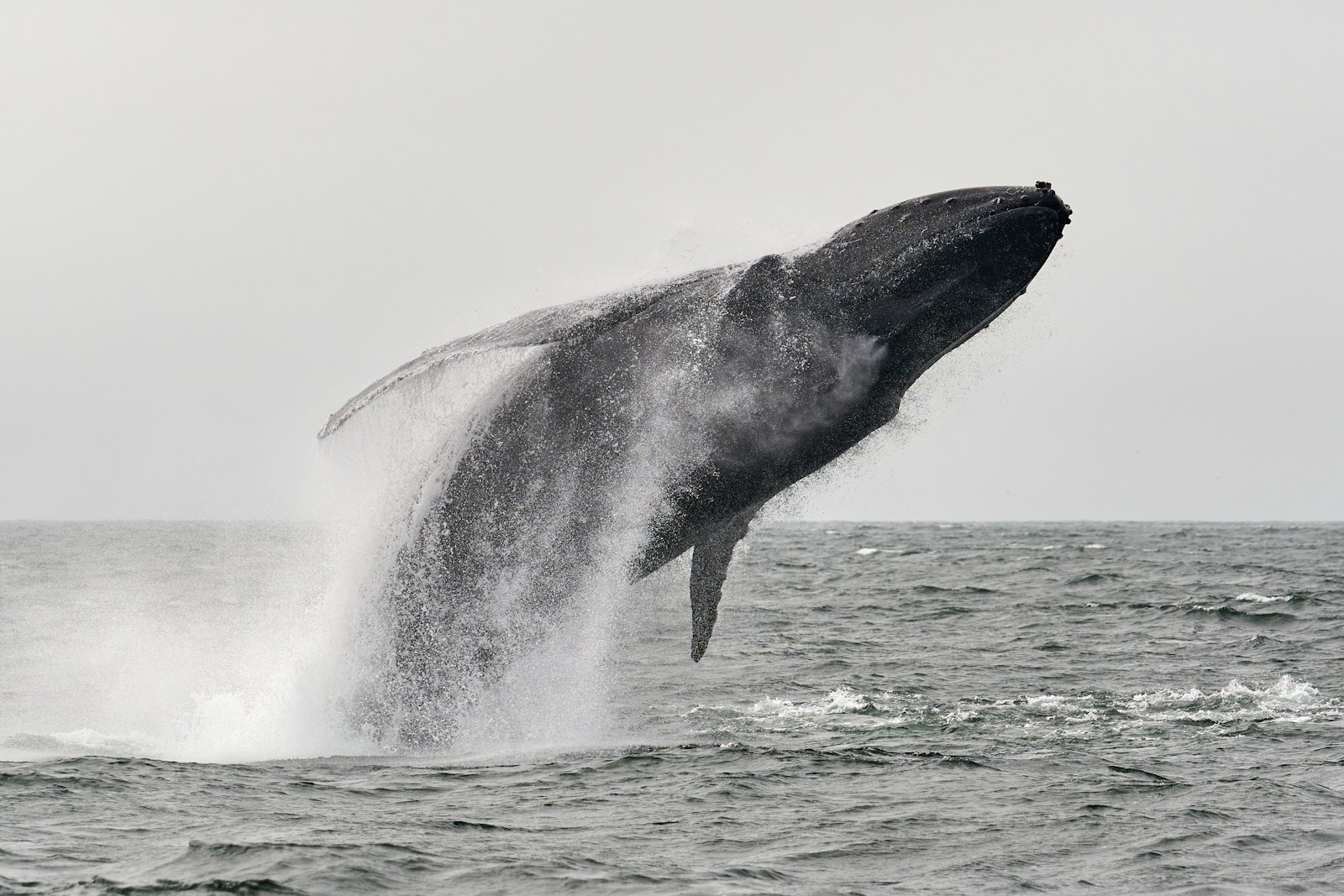 Top 10 Whale Songs That Changed What We Know