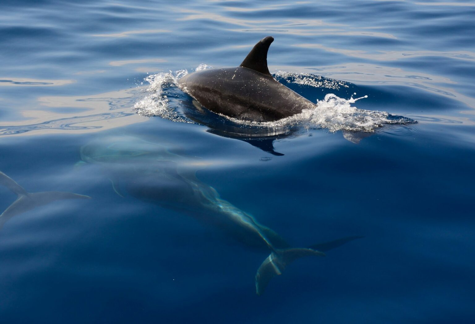 10 Dolphin Species and What Makes Each Unique