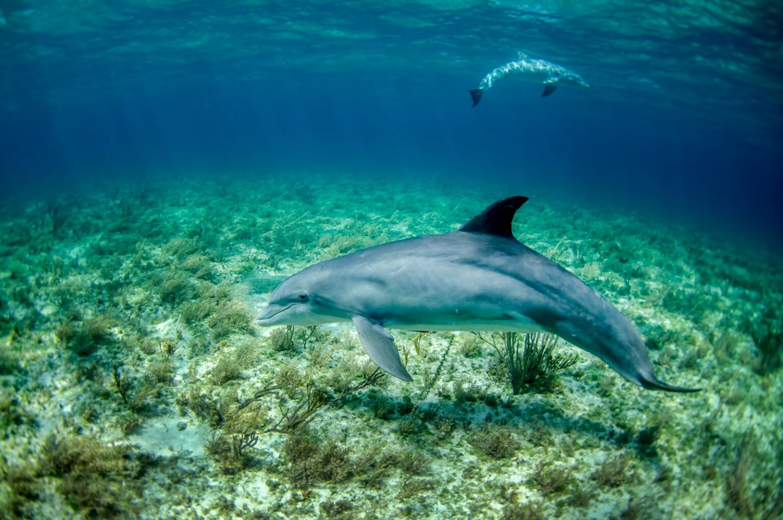 6 Dolphins Who Befriended Humans