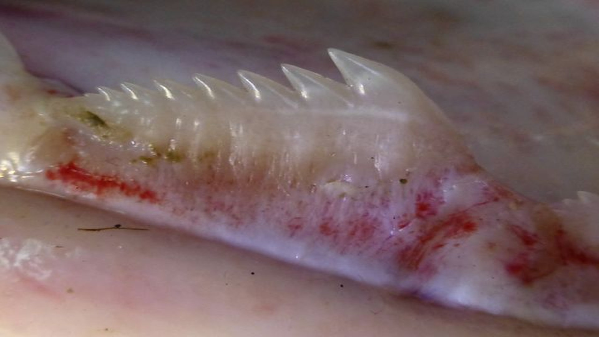 Top 10 Shark Skeleton Facts That Will Surprise You